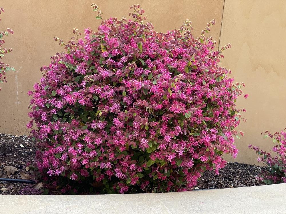Bush with pink flowers in the Plant ID forum - Garden.org