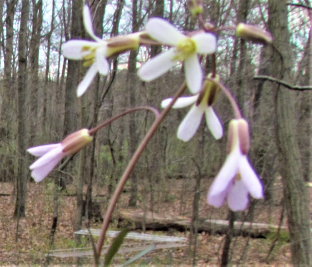 Slender Toothwort (Cardamine angustata) - Garden.org