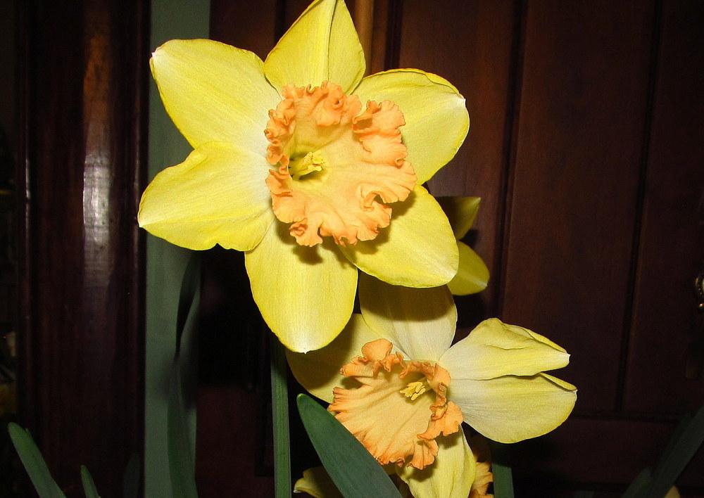 Large Cupped Daffodil (Narcissus 'Alexis Beauty') in the Daffodils ...