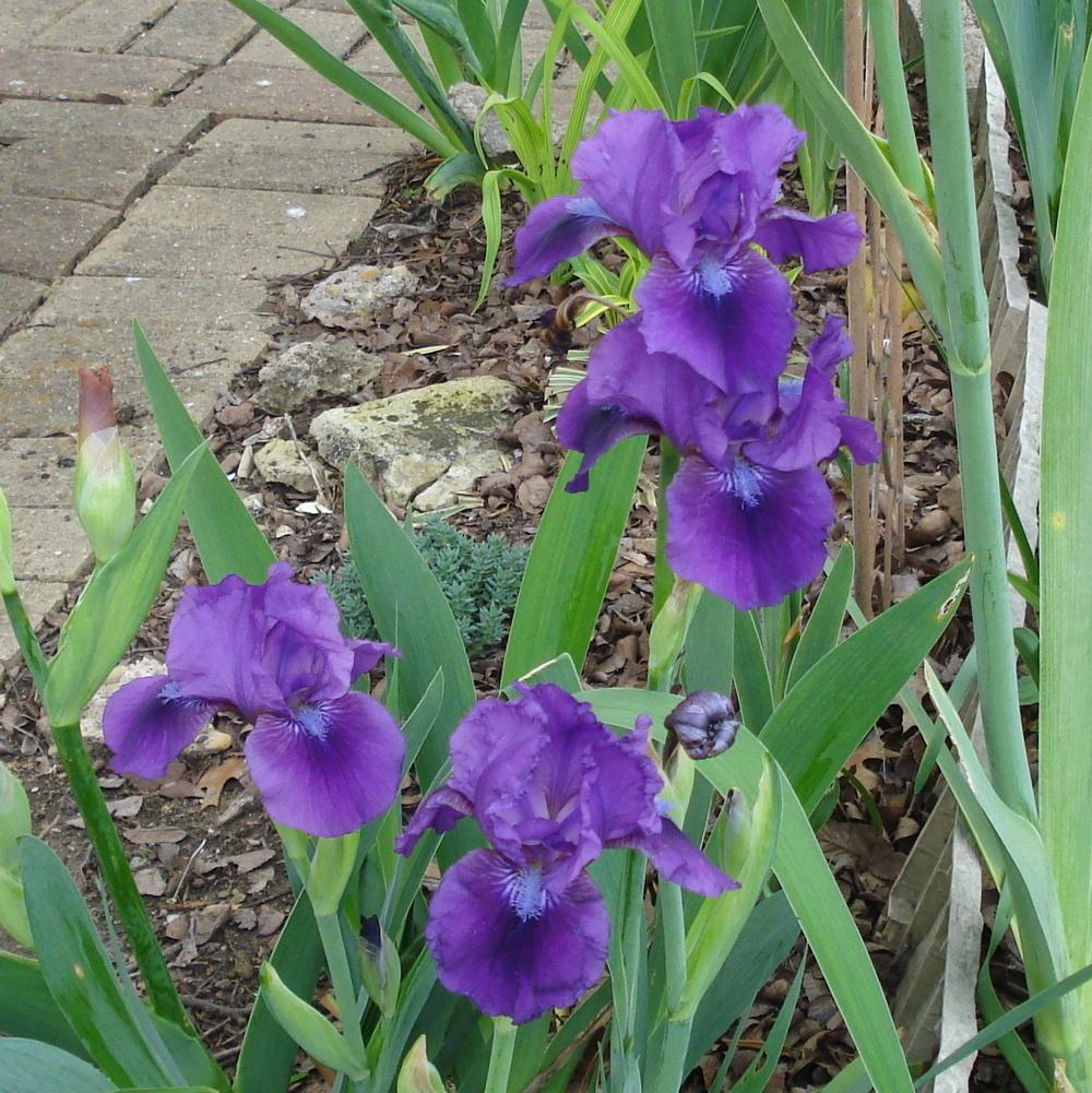 Intermediate Bearded Iris (Iris 'Constant Companion') in the Irises ...