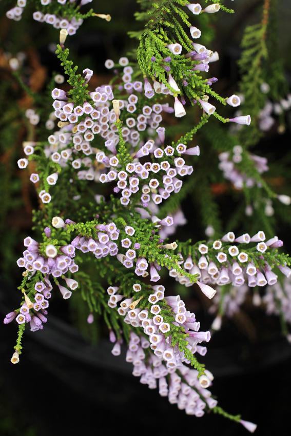 False Heather (Fabiana imbricata) - Garden.org
