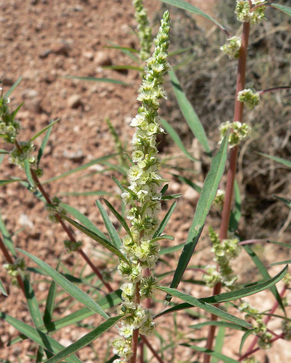 Photo of the stem, scape, stalk or bark of Fringed Amaranth (Amaranthus ...