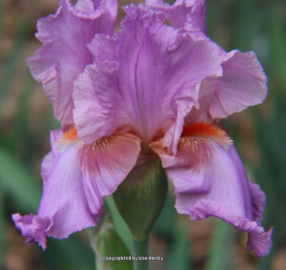 Photo of the bloom of Tall Bearded Iris (Iris 'Persian Berry') posted ...