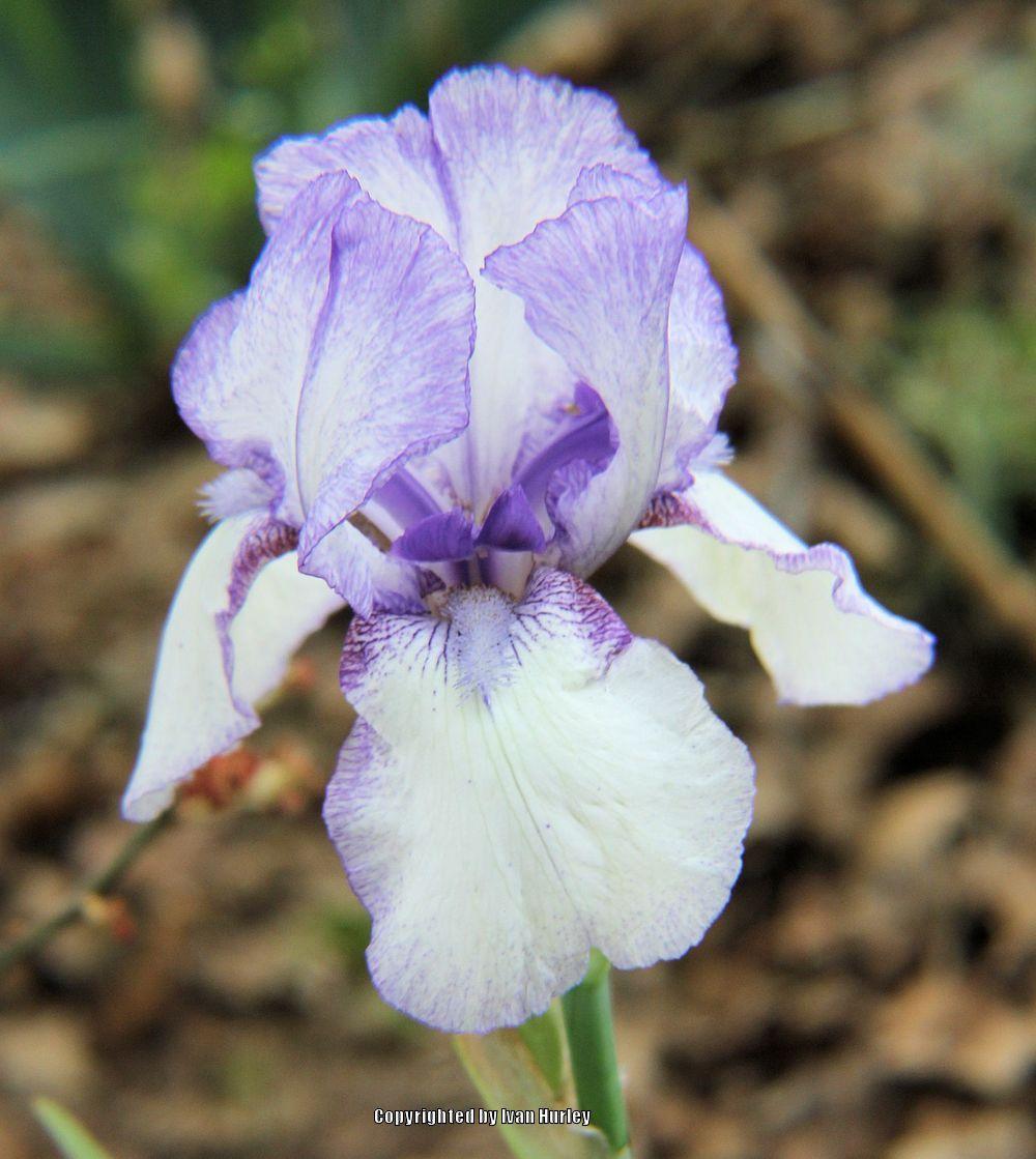Tall Bearded Iris (Iris 'Hey Looky') in the Irises Database - Garden.org