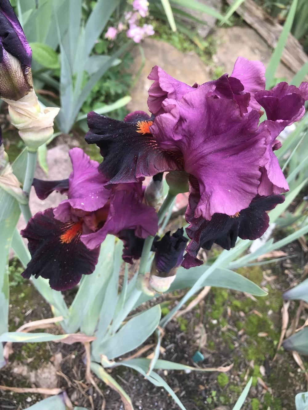 Your favorite iris that begin with "F" in the Irises forum - Garden.org