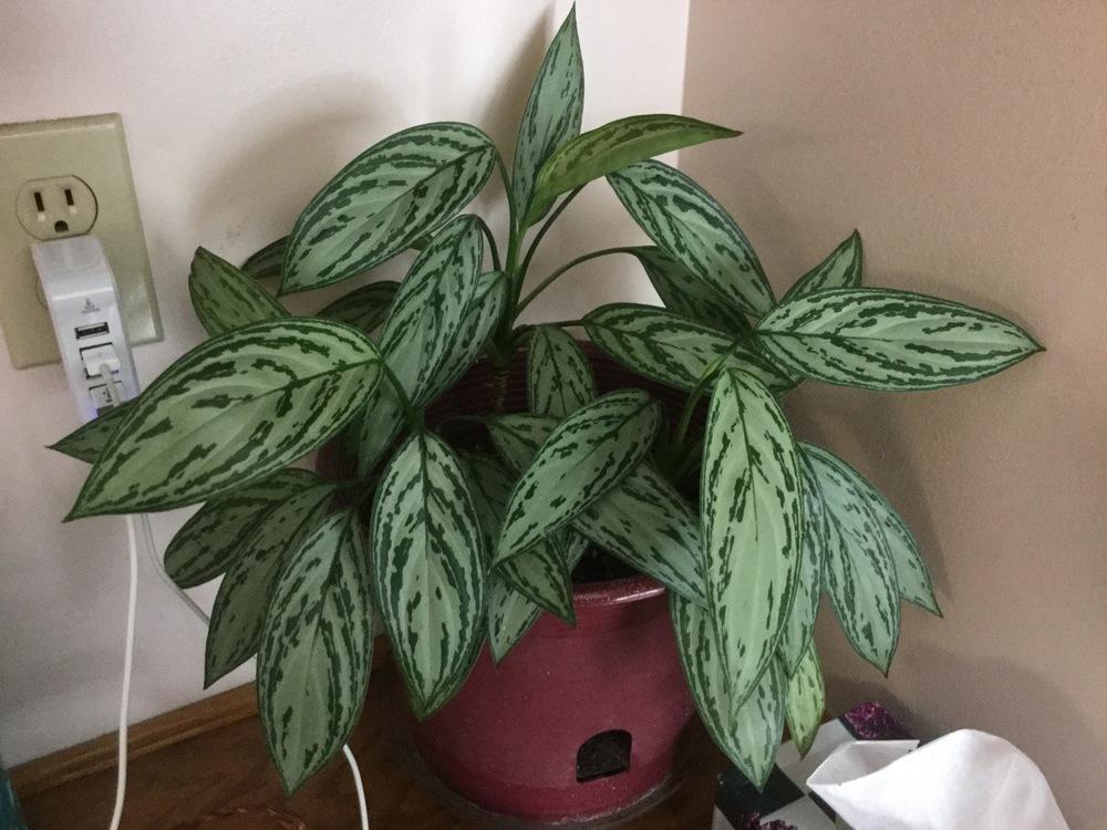 Aglaonemas: Plant Care and Collection of Varieties - Garden.org