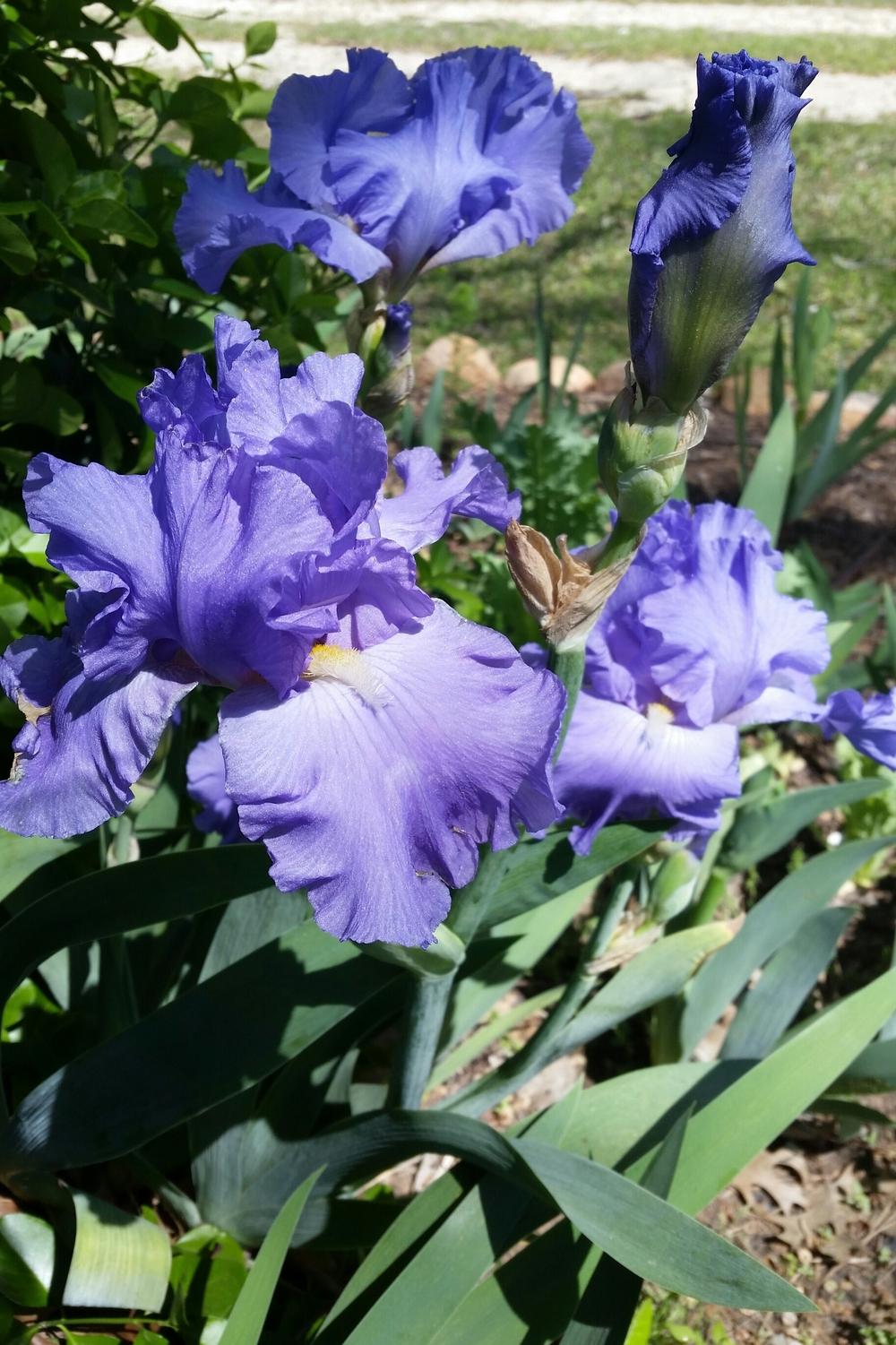 Photo of the bloom of Tall Bearded Iris (Iris 'Victoria Falls') posted ...