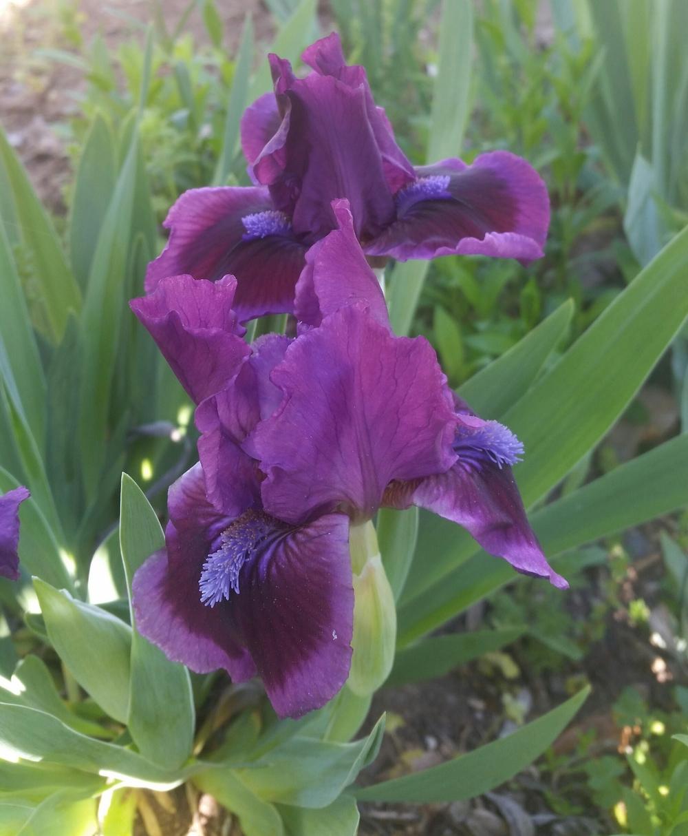 Photo of the bloom of Standard Dwarf Bearded Iris (Iris 'Purple Flood ...