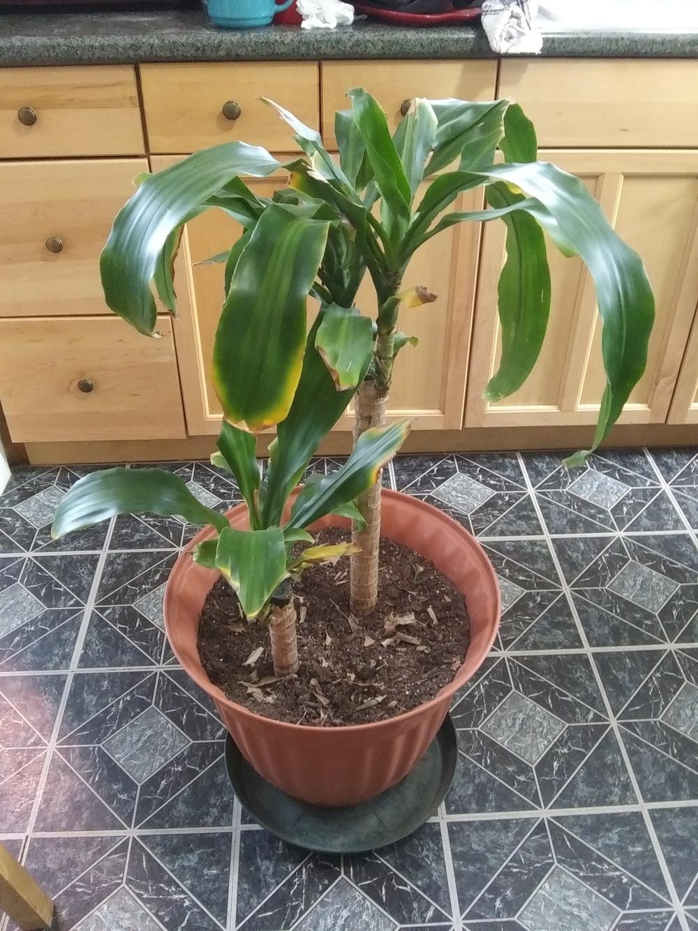 Hi everyone..was hoping I could get some advice About Mass Cane aka ...