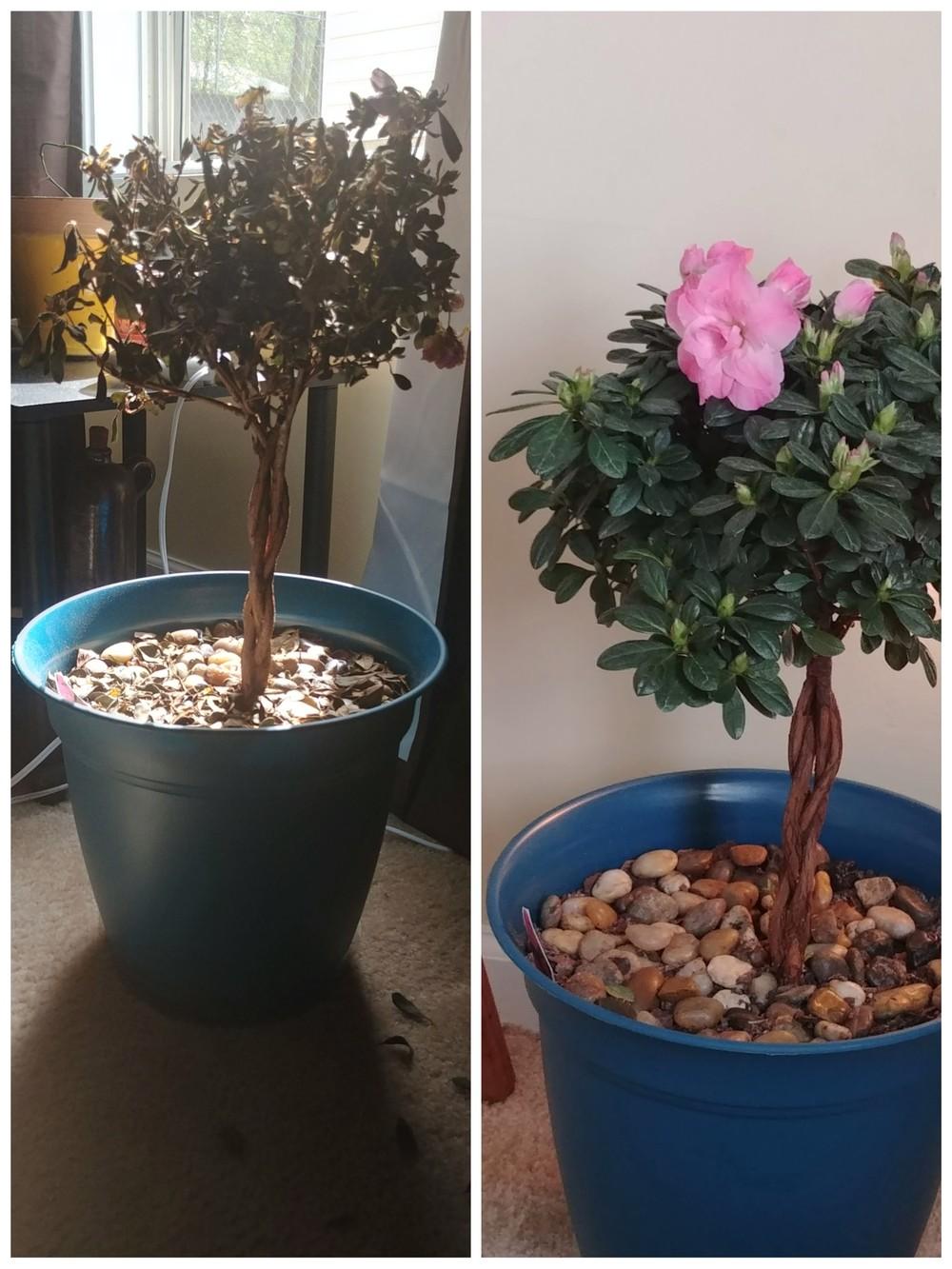 Braided azalea in the Houseplants forum - Garden.org