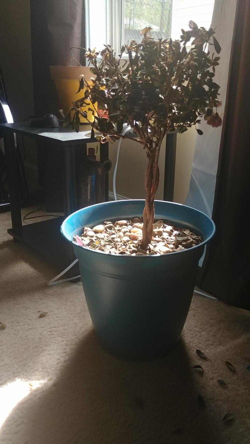 Braided azalea in the Houseplants forum - Garden.org