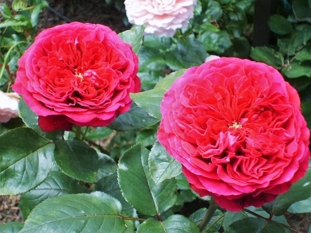 Photo of the bloom of Rose (Rosa 'Rouge Royale') posted by ...