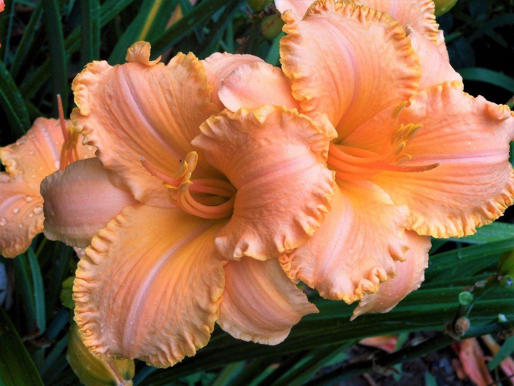 Daylilies: Plant Care and Collection of Varieties - Garden.org
