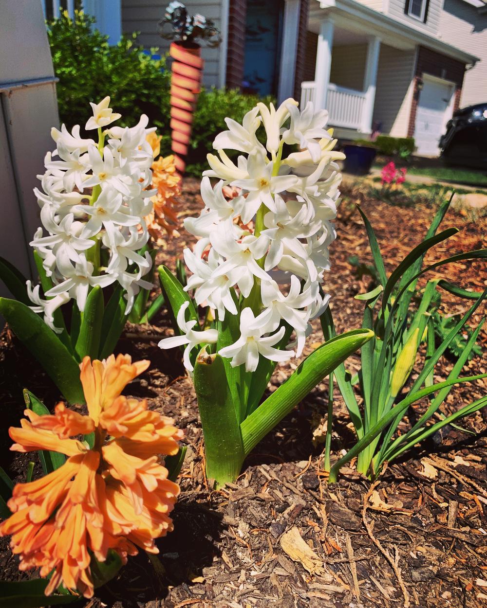 Photo of the entire plant of Dutch Hyacinth (Hyacinthus orientalis ...