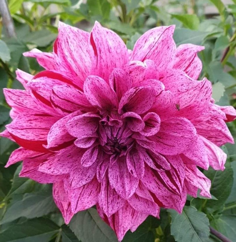 Dahlia 'Samoan Prince' in the Dahlias Database - Garden.org