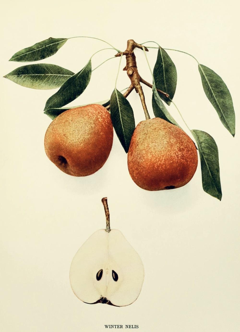 Common Pear (Pyrus communis 'Winter Nelis') in the Pears Database ...