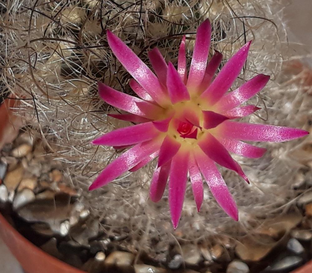 Your rarest Succulent/Cacti finds? in the Cactus and Succulents forum ...