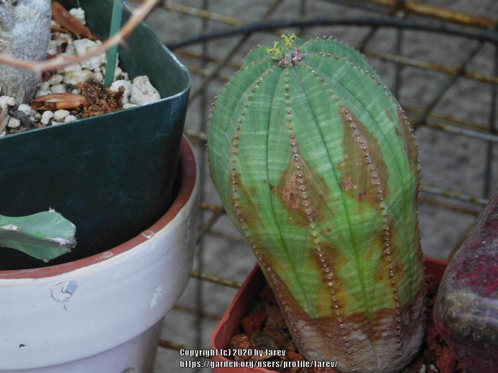 Your rarest Succulent/Cacti finds? in the Cactus and Succulents forum ...
