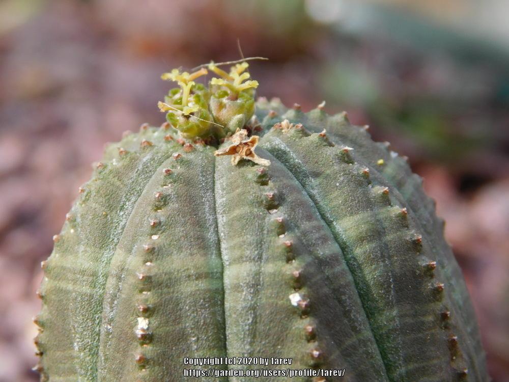 Your rarest Succulent/Cacti finds? in the Cactus and Succulents forum ...