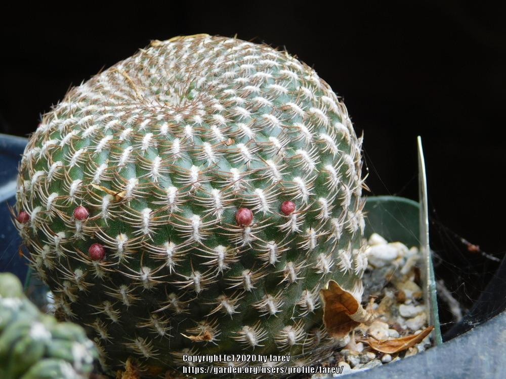 Your rarest Succulent/Cacti finds? in the Cactus and Succulents forum ...