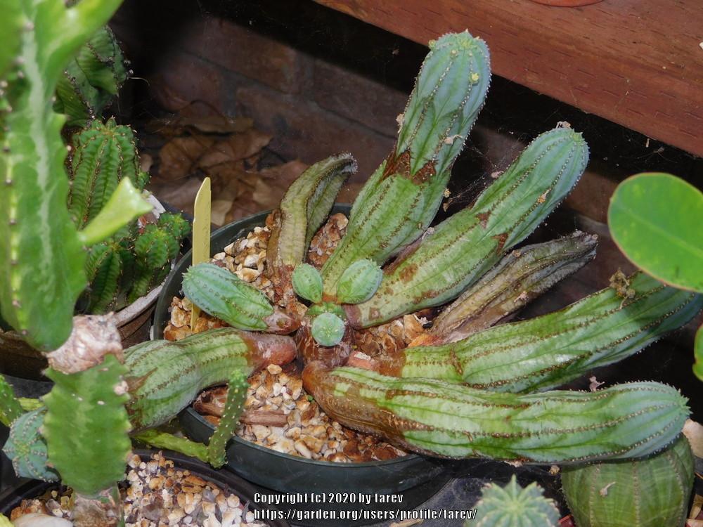 Your rarest Succulent/Cacti finds? in the Cactus and Succulents forum ...