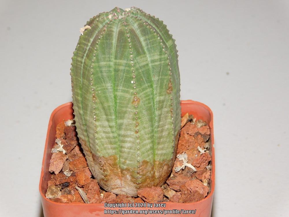 Your rarest Succulent/Cacti finds? in the Cactus and Succulents forum ...