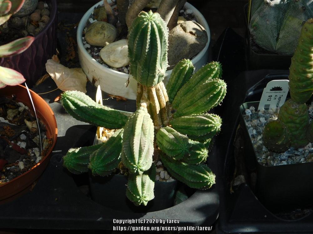 Your rarest Succulent/Cacti finds? in the Cactus and Succulents forum ...