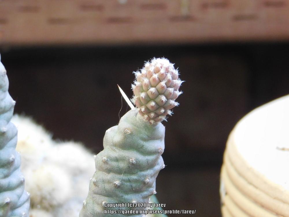 Your rarest Succulent/Cacti finds? in the Cactus and Succulents forum ...