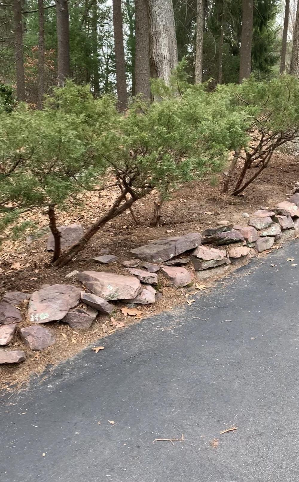 Will the bottoms of my red cedar bushes ever grow back? in the Ask a ...