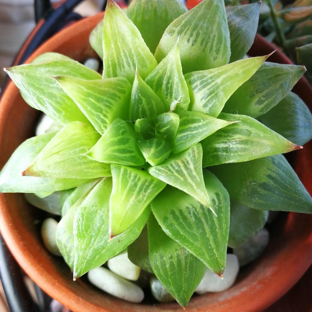 Do you love translucent Haworthia in the Cactus and Succulents forum ...