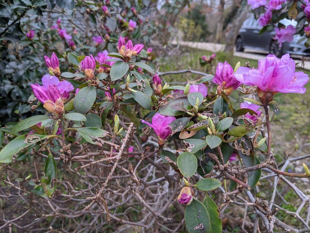 Azaleas are dying in the Ask a Question forum - Garden.org