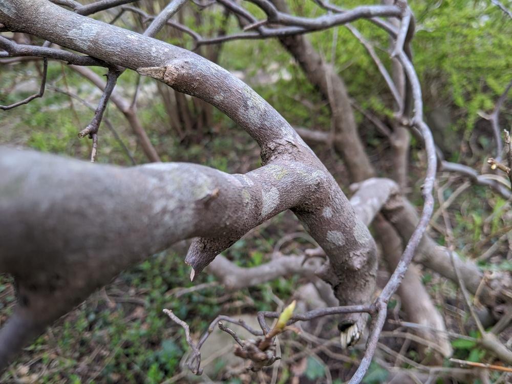 Azaleas are dying in the Ask a Question forum - Garden.org