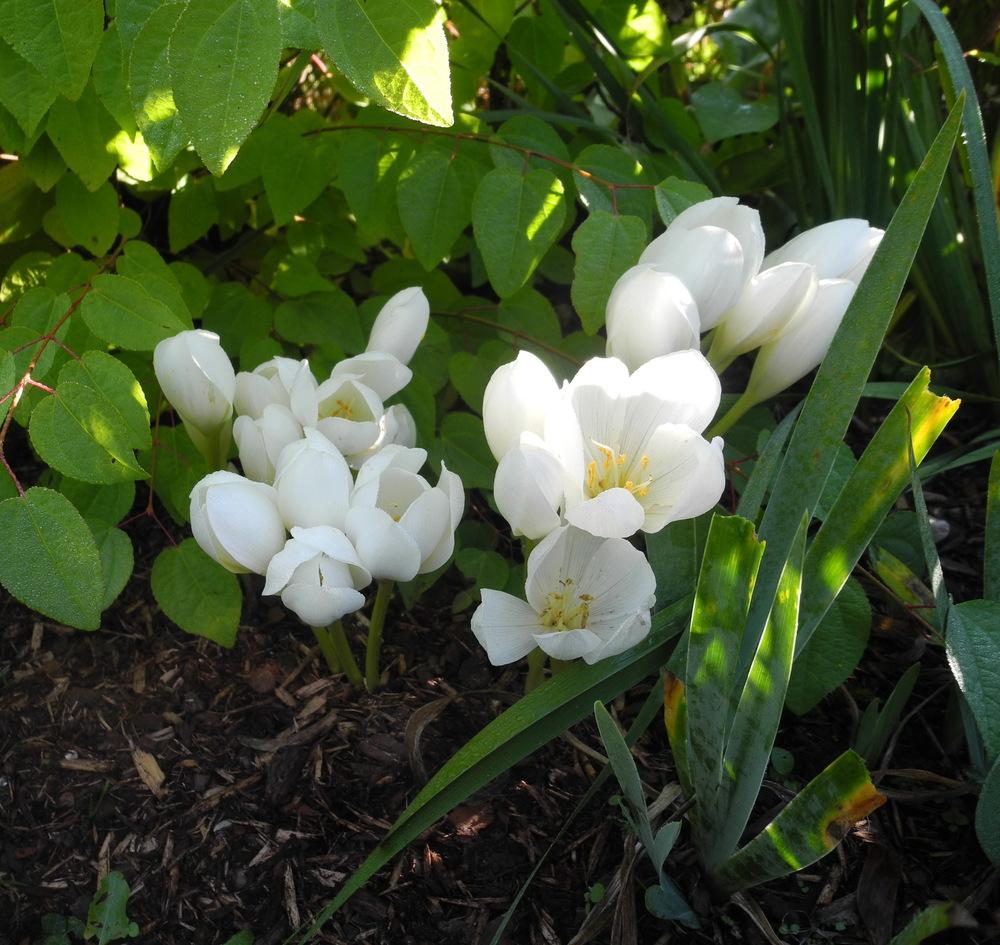Autumn Crocus (Colchicum speciosum 'Album') in the Colchicums Database ...