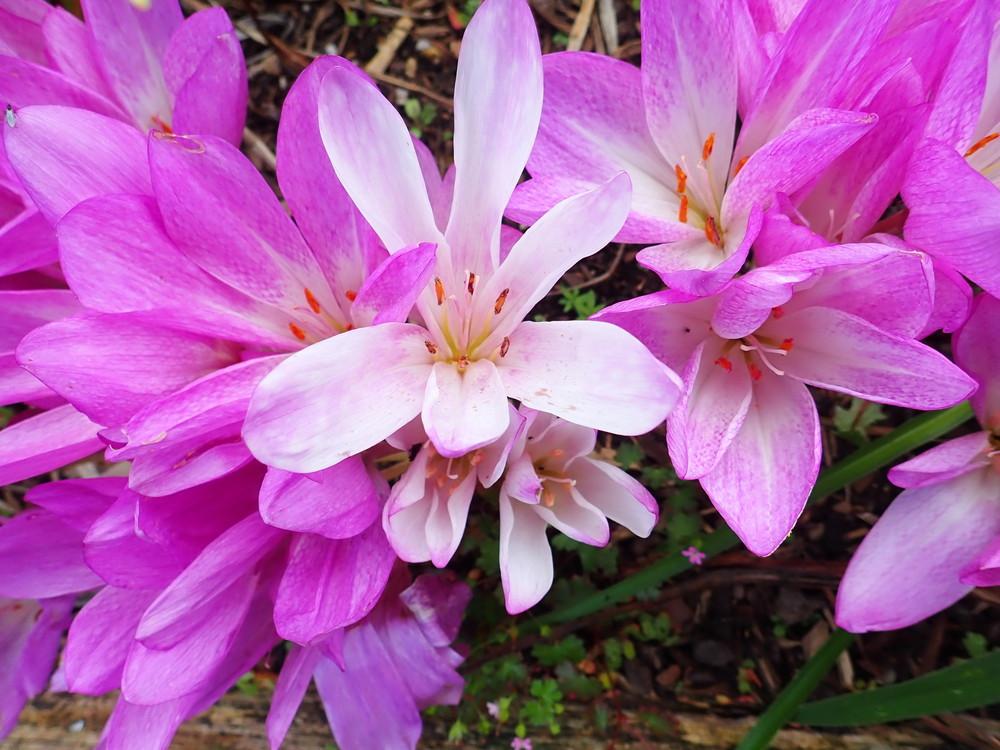 Photo of the bloom of False Autumn Crocus (Colchicum 'The Giant ...