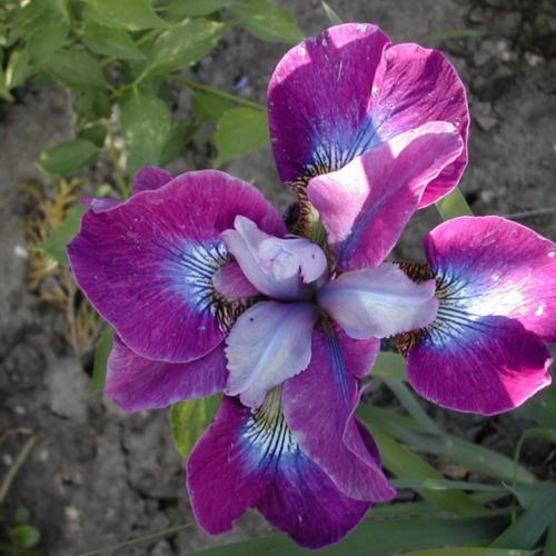 Siberian Iris (Iris 'Contrast in Styles') in the Irises Database ...