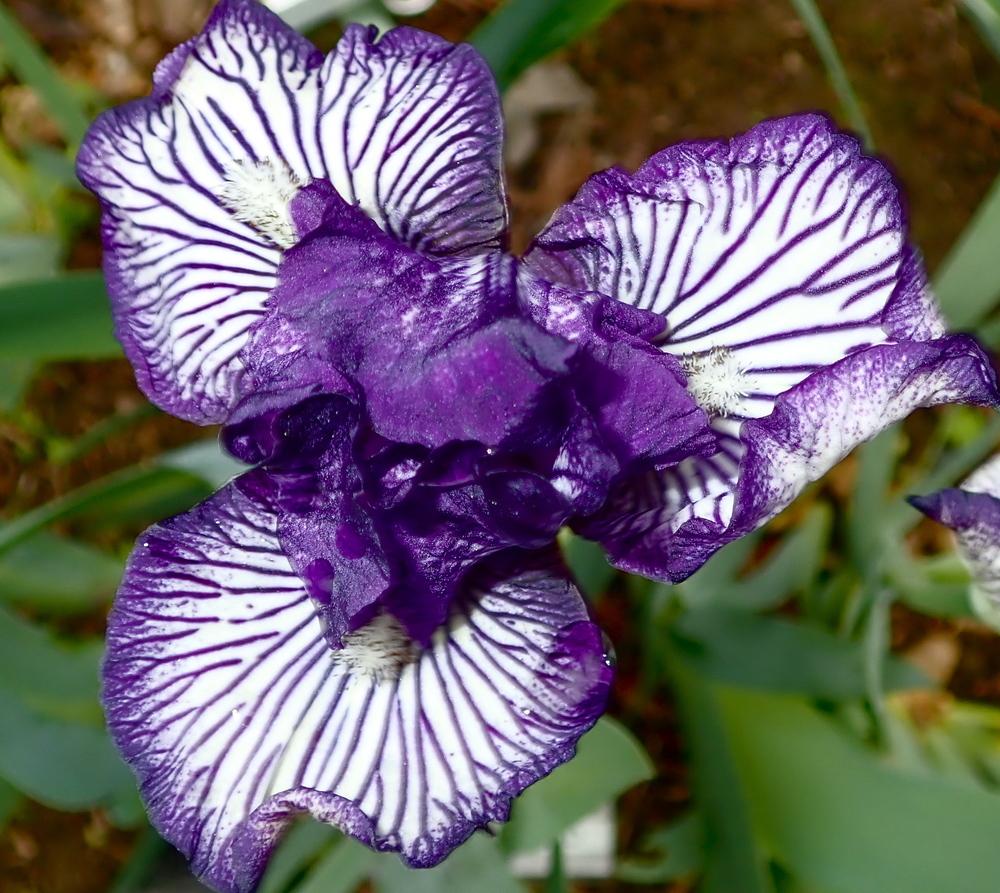 Photo of the bloom of Intermediate Bearded Iris (Iris 'Line Drive ...
