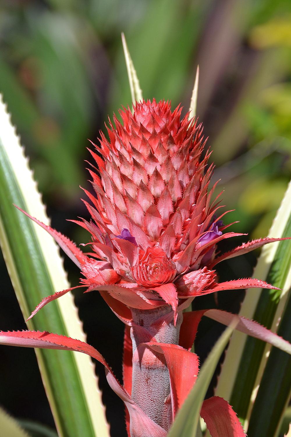 Pineapple (Ananas comosus var. bracteatus 'Tricolor') - Garden.org