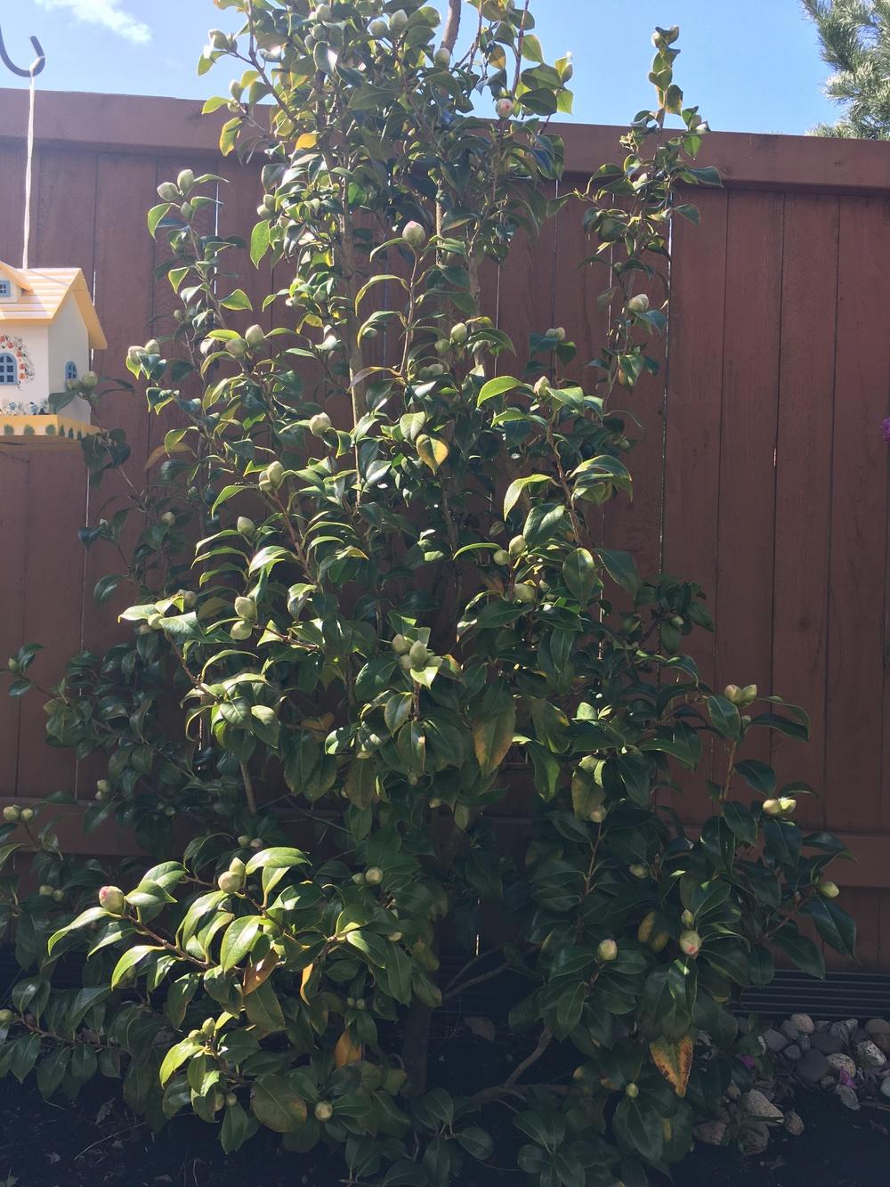Yellowing Camellia leaves in the Ask a Question forum - Garden.org