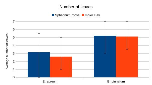 Experiments with moler clay (terramol) in the Philodendrons, Elephant ...