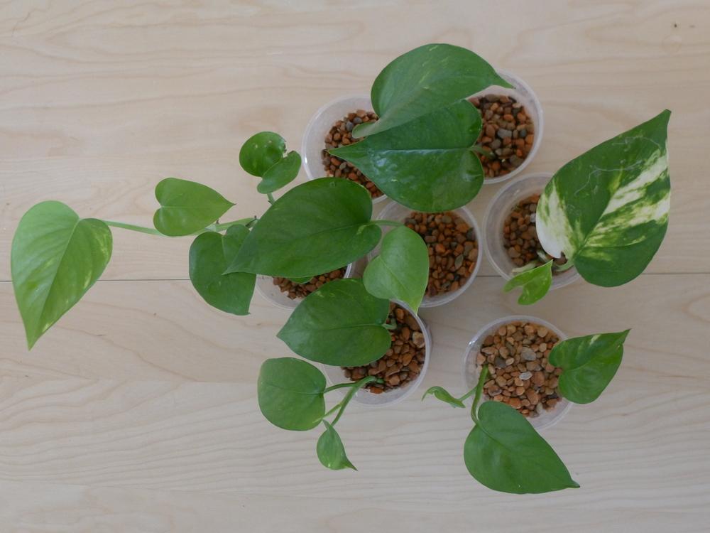 Experiments with moler clay (terramol) in the Philodendrons, Elephant ...