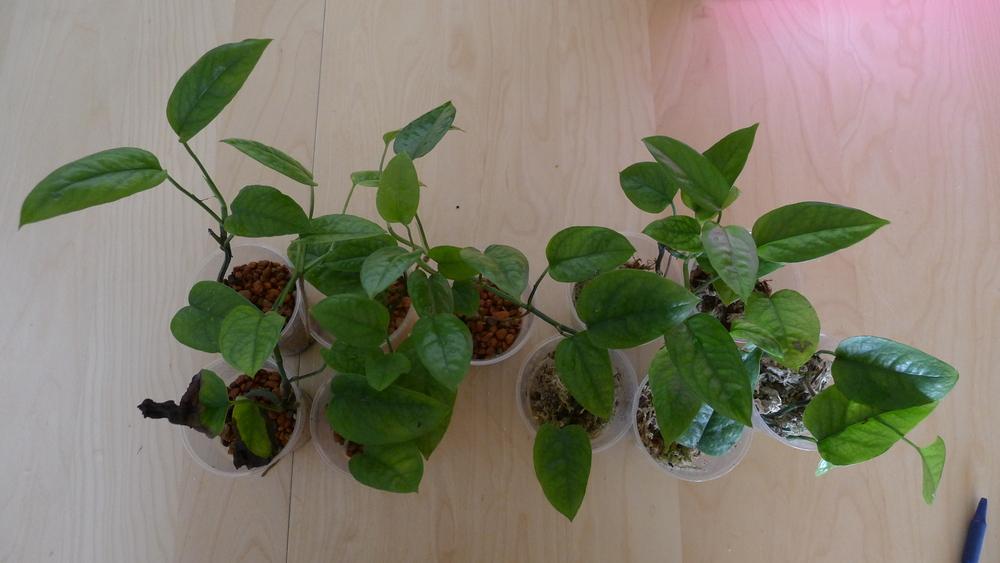 Experiments with moler clay (terramol) in the Philodendrons, Elephant ...