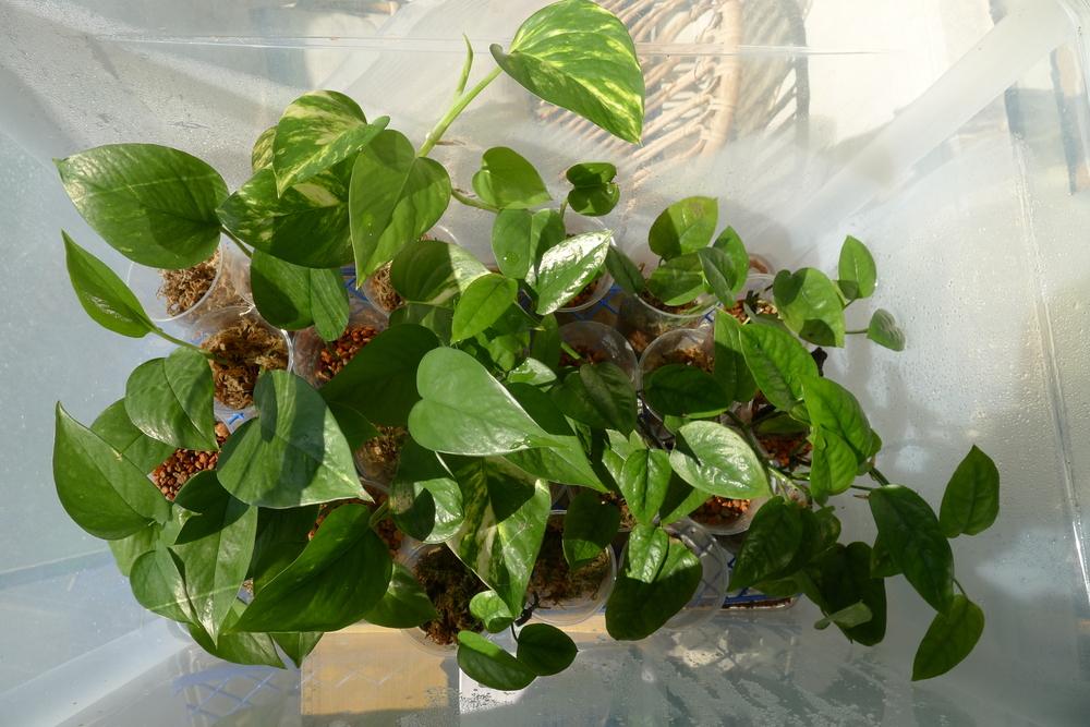 Experiments with moler clay (terramol) in the Philodendrons, Elephant ...