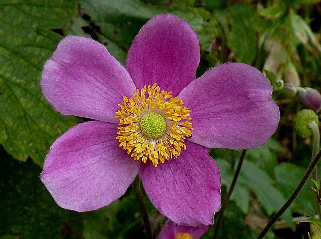 Japanese Anemone (Eriocapitella hupehensis 'Splendens') - Garden.org