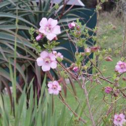 Cape Mallow (Anisodontea capensis) - Garden.org