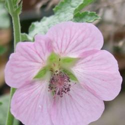 Cape Mallow (Anisodontea capensis) - Garden.org