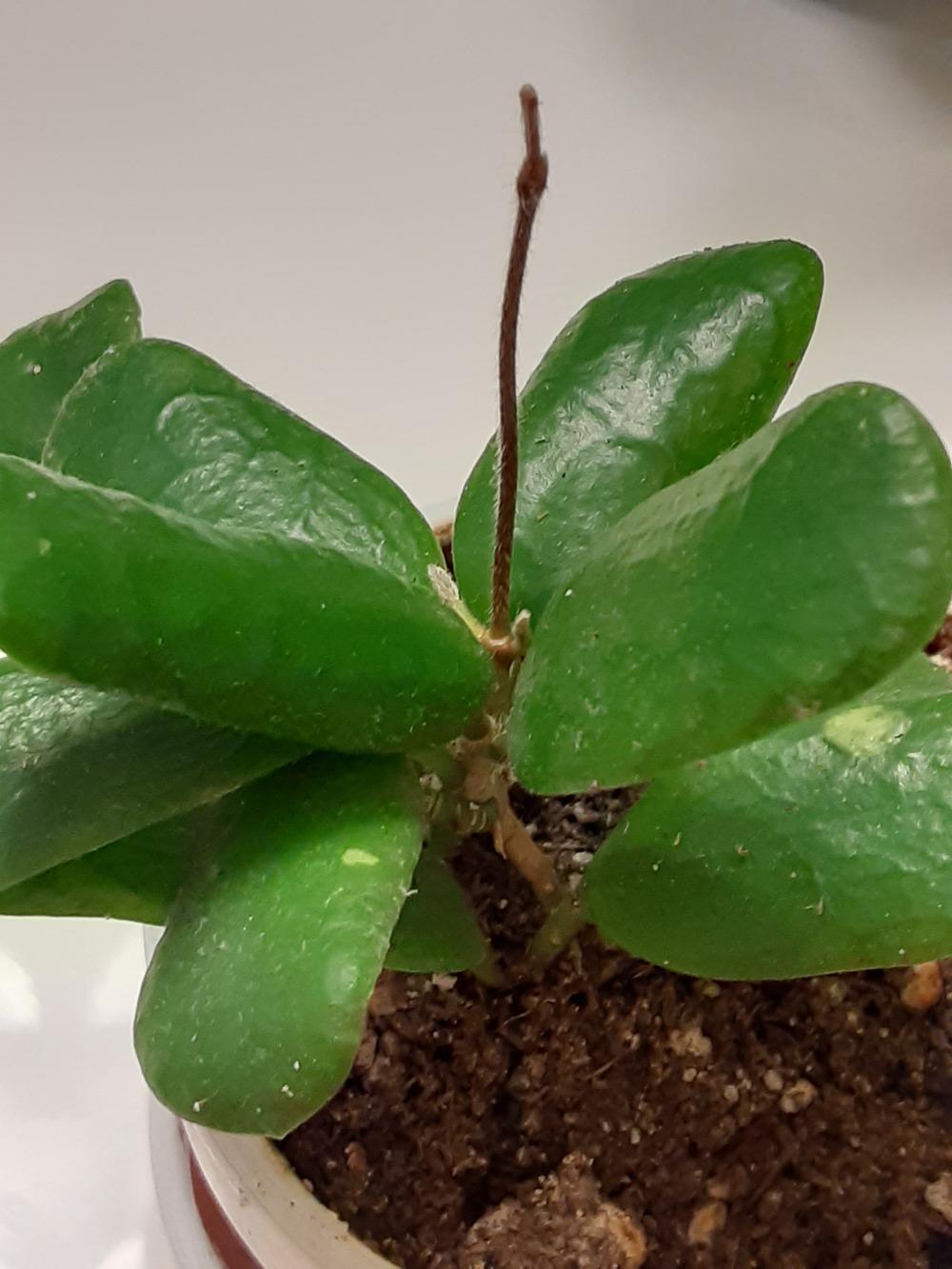 Hoya rotundiflora in the Hoyas forum - Garden.org