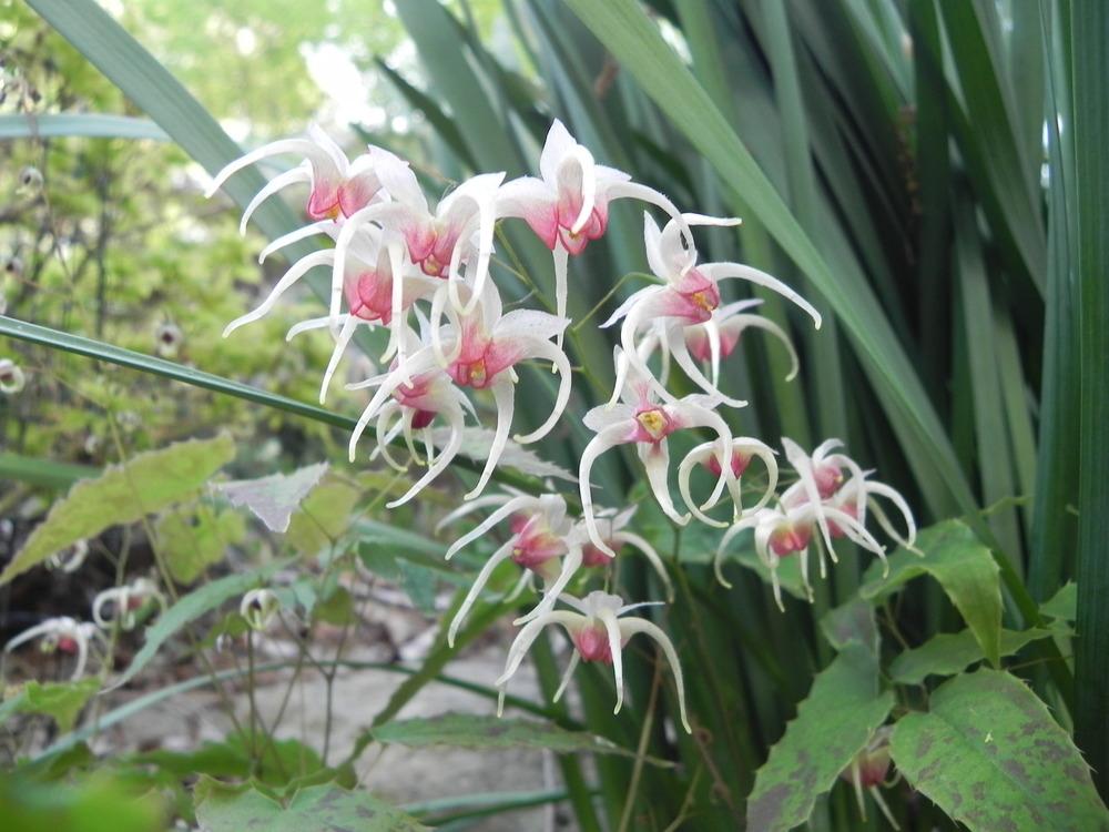 Barrenwort (Epimedium 'Pink Champagne') - Garden.org
