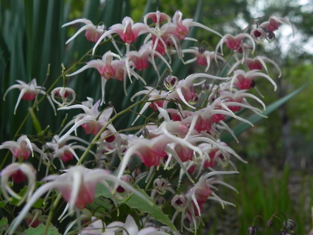 Photo of the bloom of Barrenwort (Epimedium 'Pink Champagne') posted by ...