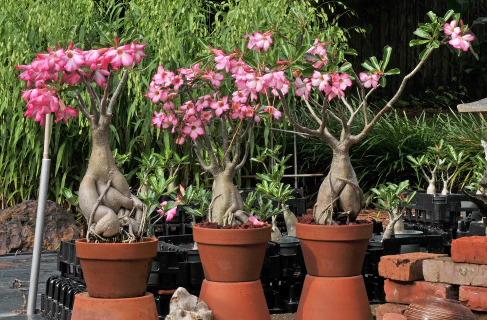 Adeniums: Plant Care and Collection of Varieties - Garden.org