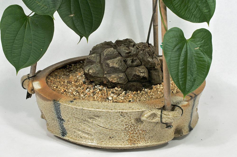 Photo of the stem, scape, stalk or bark of Wild Mexican Yam (Dioscorea ...